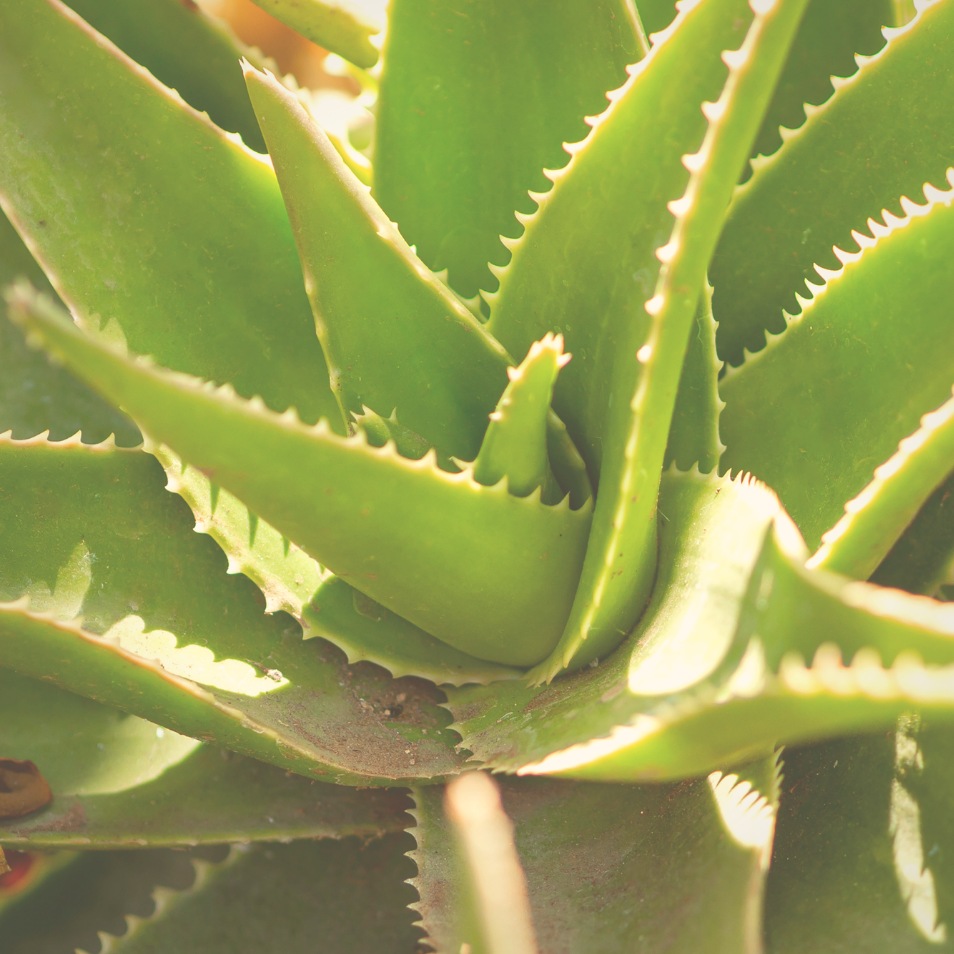Bebida de sábila (áloe vera) natural hidratante casera – Purezzanatural.com